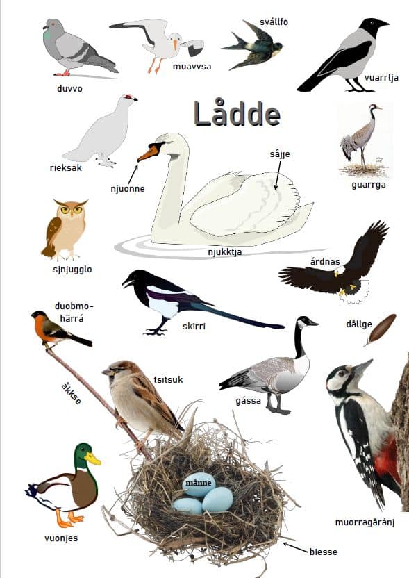 Pitesamiske fuglenavn - Sállto.no – Nytt